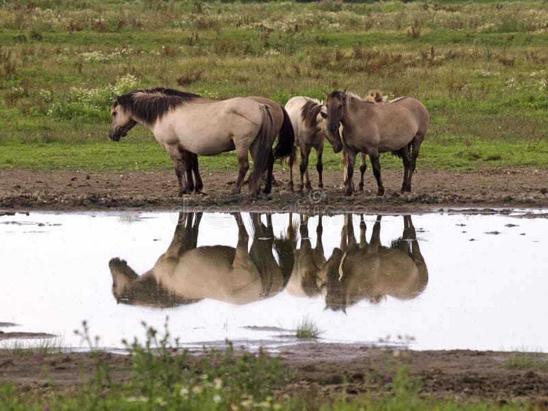 Konik horses stock image. Image of mammal, animal, group - 33861551