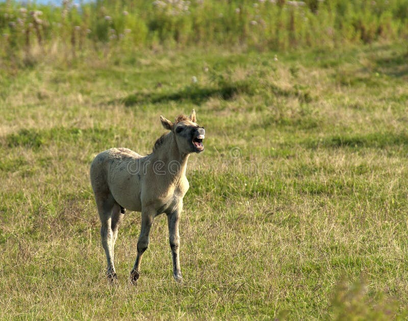 Konik paard, Konik Horse stock image. Image of horse - 129025955