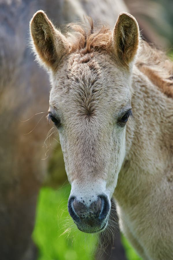 Closeup of a Konik Horse in the Oostvaardersplassen Nature Reserve ...