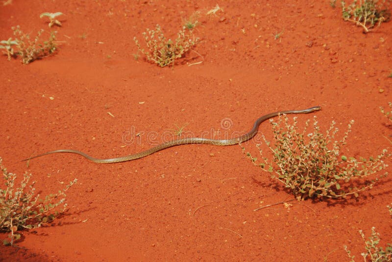 Konings bruine slang stock afbeelding. Image of één, tweede - 43904147