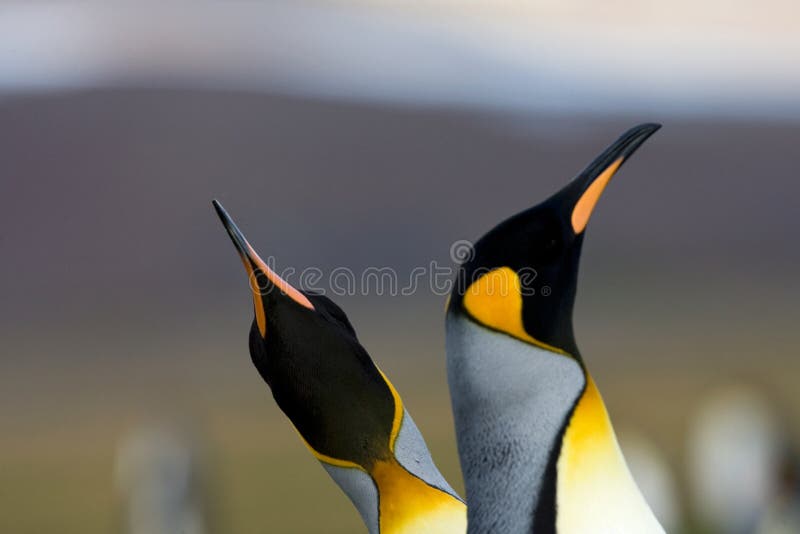 Koningspinguin, King Penguin, Aptenodytes Patagonicus Stock Image ...