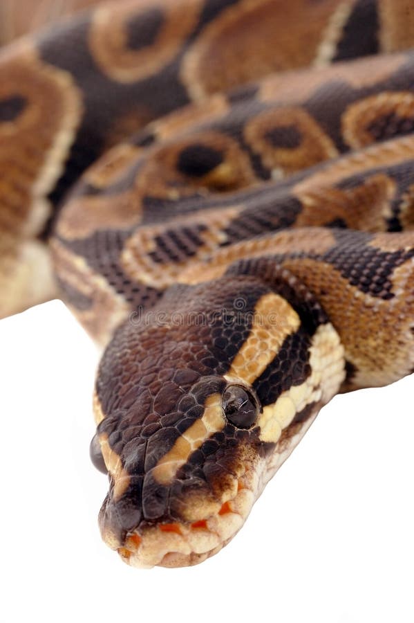 Westelijke Diamondback-Ratelslang Op Witte Achtergrond Stock Foto ...