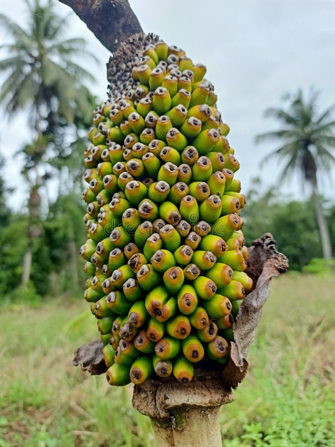 Yellow seed konjac farm stock image. Image of garden - 261966629