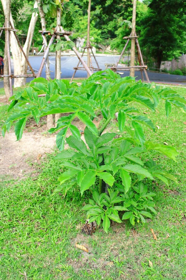 Konjac tree stock image. Image of konjac, garden, green - 59920863