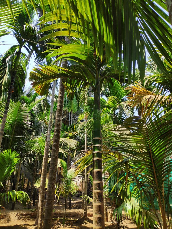 2,532 Konkan Images Stock Photos - Free & Royalty-Free Stock Photos ...