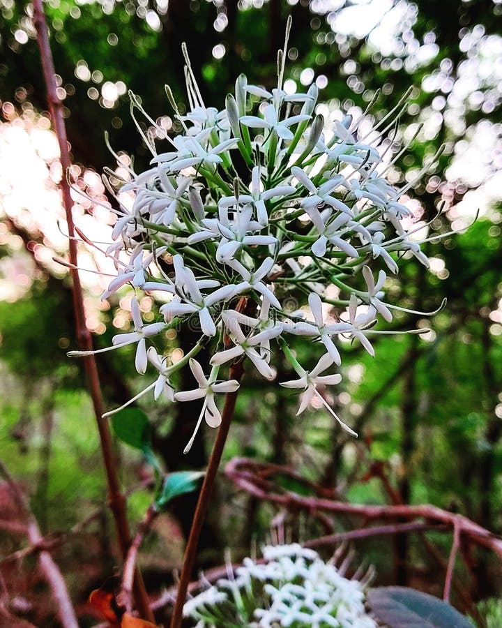 Konkan Jungle White Flowers Stock Photo - Image of white, konkan: 220926132