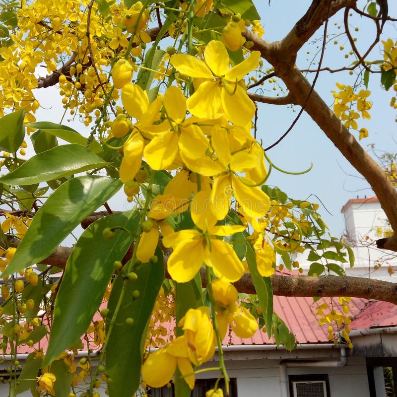 Konnapoo stock image. Image of konnapoo, tree, flower - 88383725