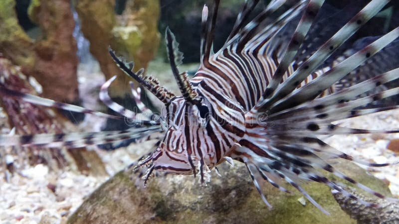 808 Rolig Fisk Foton - Gratis och royaltyfria stockfoton från Dreamstime