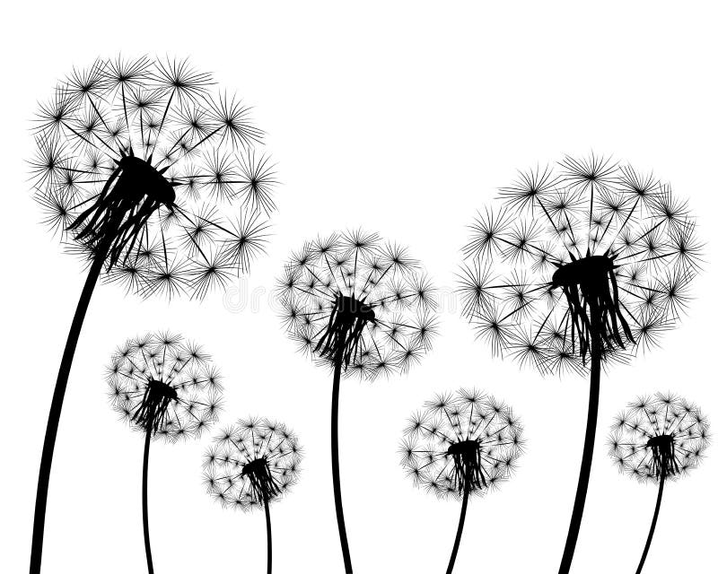 Kontur av en maskros vektor illustrationer. Illustration av bräckligt ...