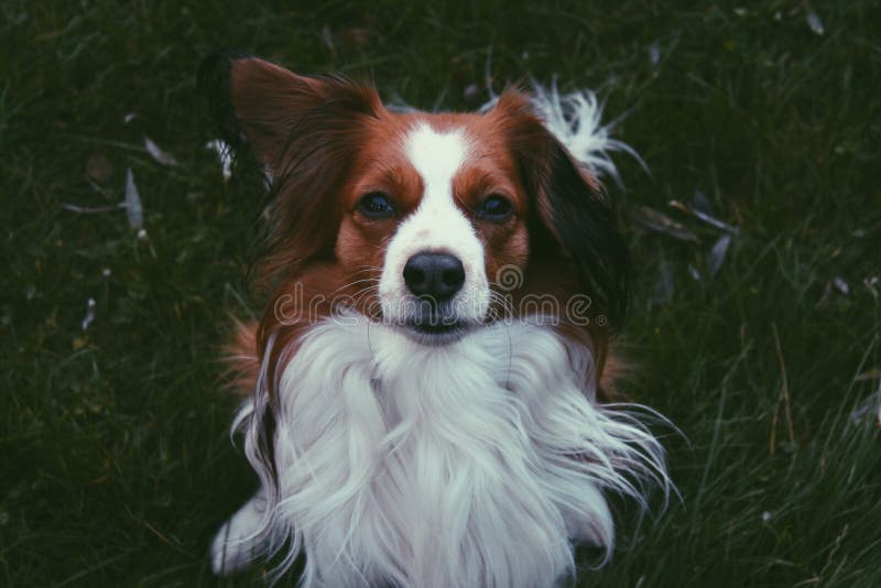 Kooiker hund fotografering för bildbyråer. Bild av kalender - 104887467