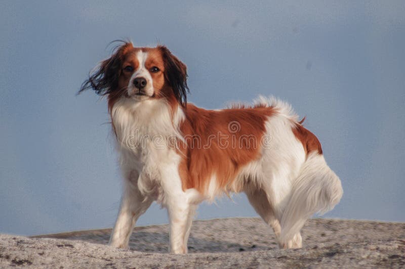 Kooiker-Hund stockbild. Bild von welpe, niederlande - 104956623