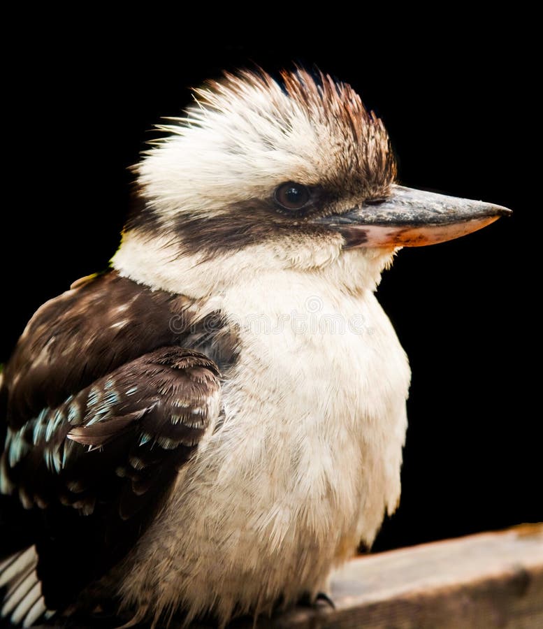 Kooka stock photo. Image of birds, killer, ornithology - 209226320