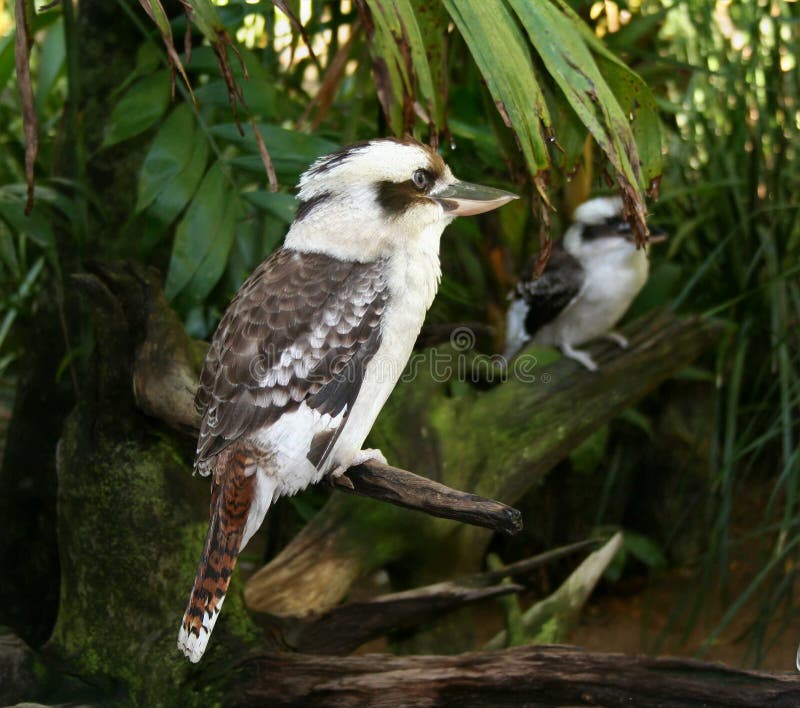 Kookaburra stock photo. Image of australian, involve - 159573522