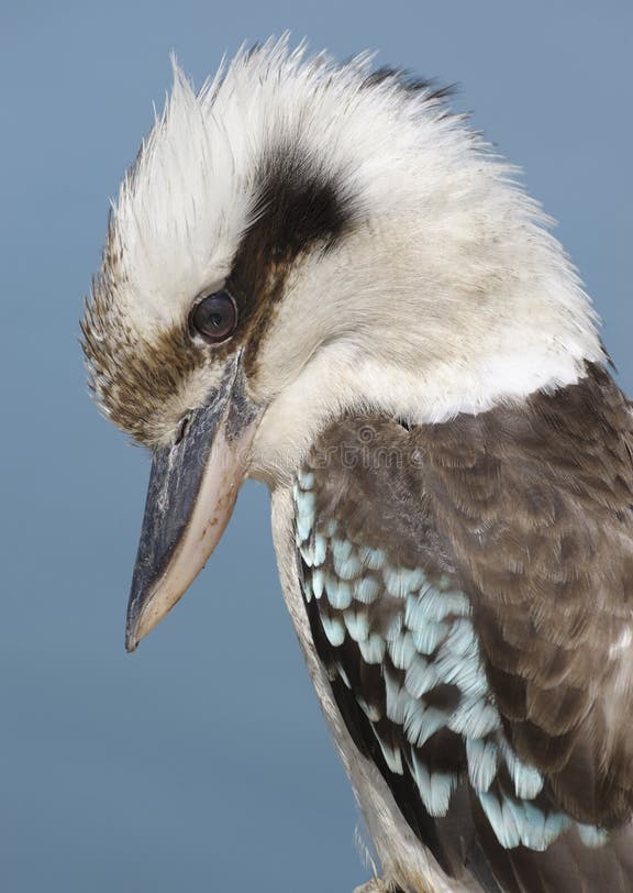 Kookaburra stock photo. Image of kookaburra, beak, feathers - 18616330