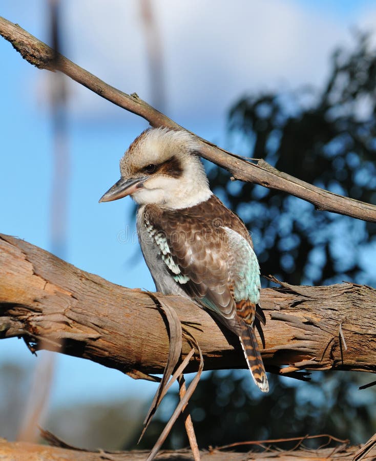 Kookaburra stock photo. Image of natural, australia, laughing - 20038976