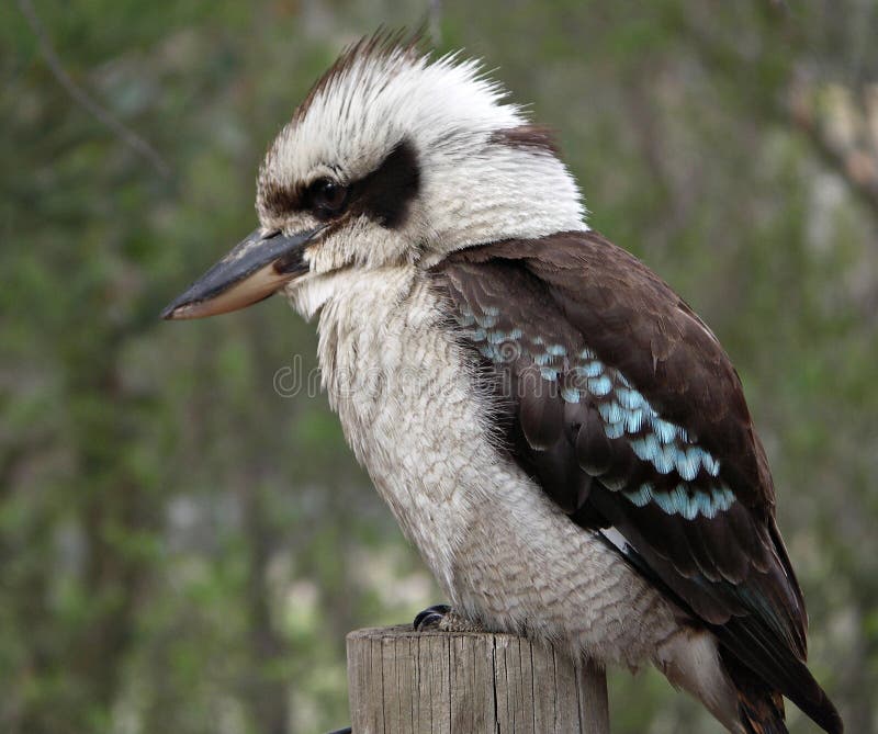 Kookaburra stock image. Image of laugh, bird, nature, feathers - 2612985