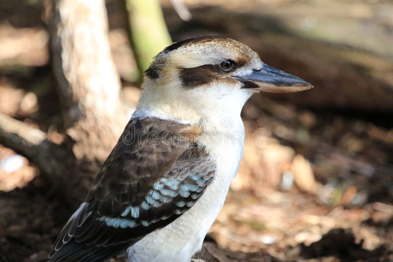 Kookaburra imagem de stock. Imagem de kookaburra, animal - 42928333