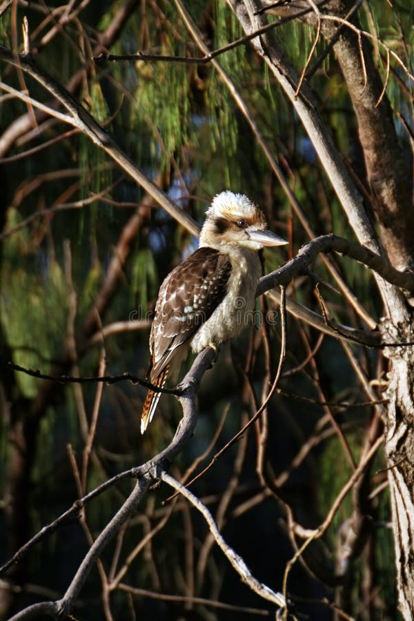 A kookaburra stock image. Image of avian, australian, animal - 6546127