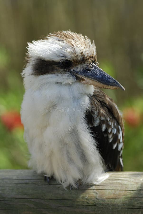Kookaburra stock image. Image of bird, kingfisher, kookaburra - 9855103