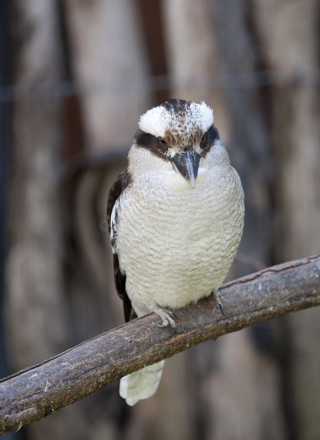 Kookaburra bird stock image. Image of animal, bird, plumage - 28468093
