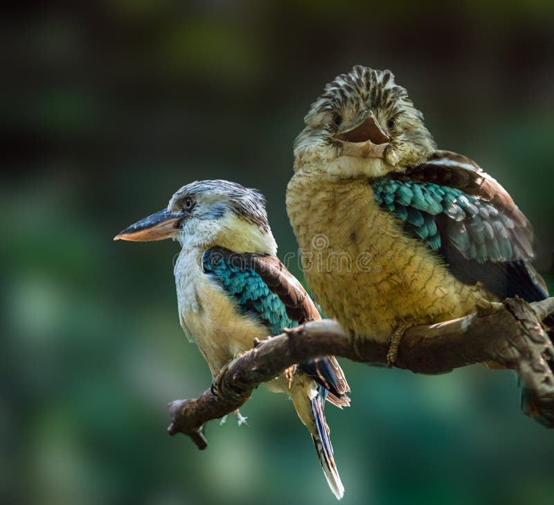 Kookaburra Bird from Australia One Looking into the Camera Stock Photo ...