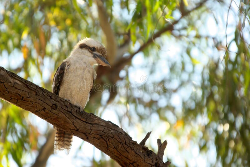 Kookaburra bird in tree stock image. Image of branch, australian - 4643721