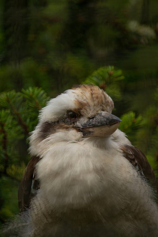 Kookaburra bird up close stock photo. Image of nature - 329986312