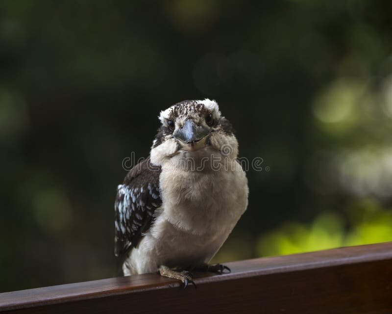 Kookaburra Birds in Cairns Australia Nature Stock Photo - Image of ...