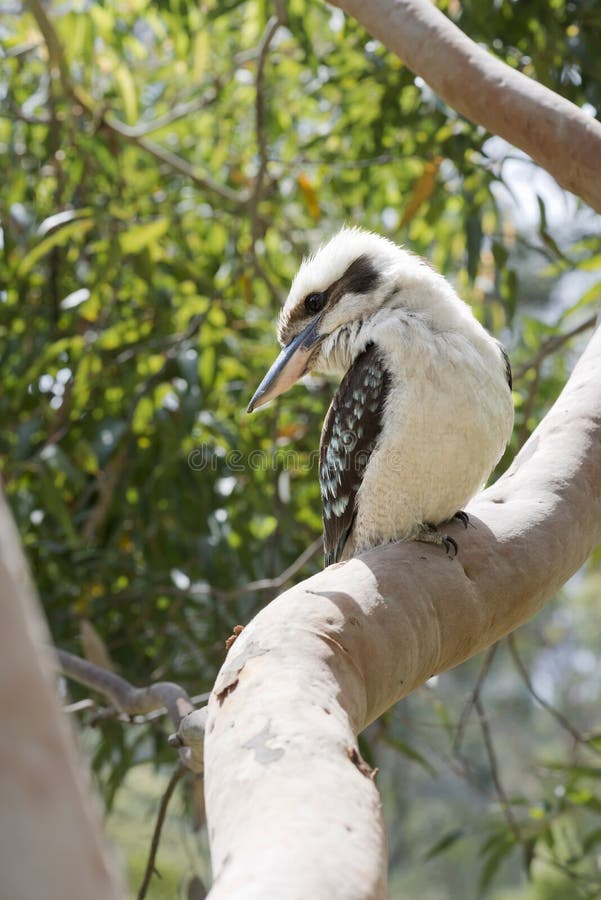 Kookaburra stock photo. Image of nature, kookaburra, feather - 96645178