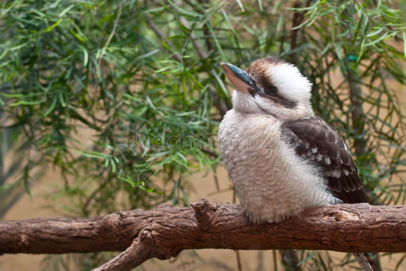 Kookaburra on a Tree Closeup. Stock Image - Image of australian ...