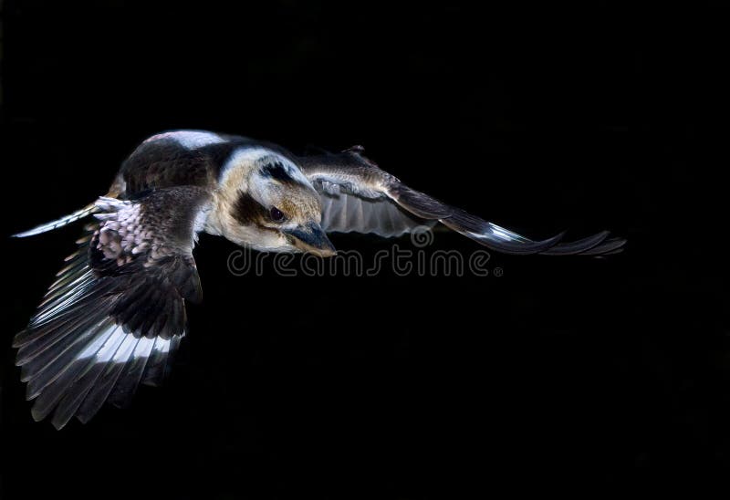 Kookaburra in flight stock photo. Image of close, flying - 28617052