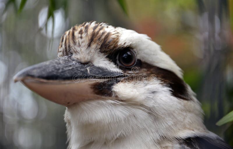Kookaburra (Genus Dacelo), a Terrestrial Tree Kingfisher Stock Image ...