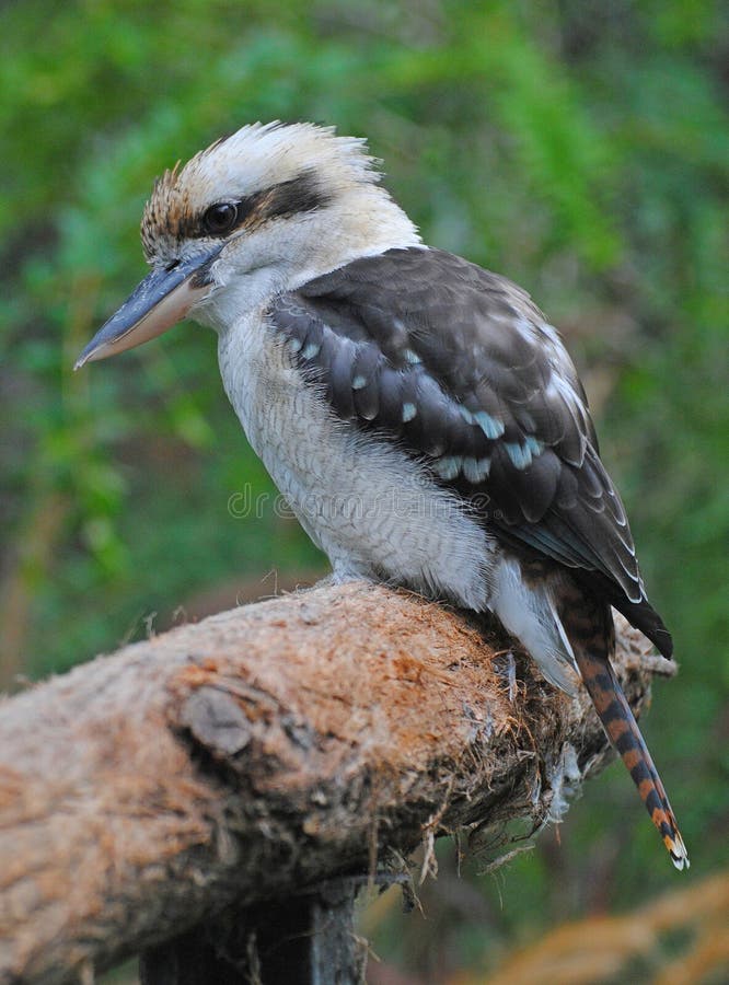 Kookaburra (Genus Dacelo), a Terrestrial Tree Kingfisher Stock Photo ...