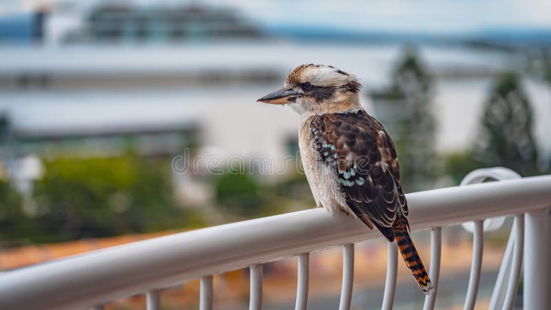 Kookaburra Native Australian Bird Perching on a Balcony Rail Stock ...