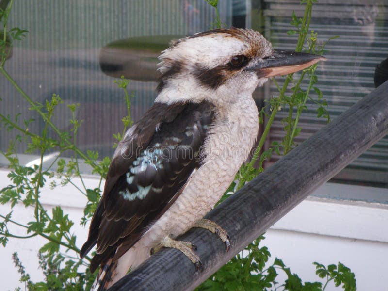 Kookaburra Perched on a Railing Stock Photo - Image of adorable ...