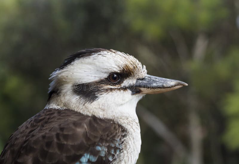 Kookaburra Macro stock photo. Image of prey, breed, introduced - 85028674