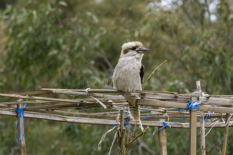 104 Structure Emu Stock Photos - Free & Royalty-Free Stock Photos from ...