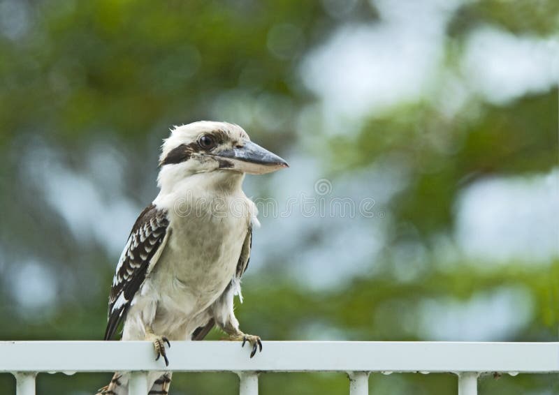 Kookaburra Sitting on a Bench Stock Image - Image of green, bright ...