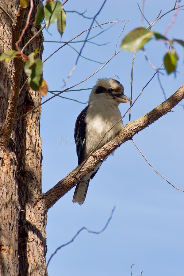 Kookaburra in a tree stock image. Image of feathered, branch - 7342003