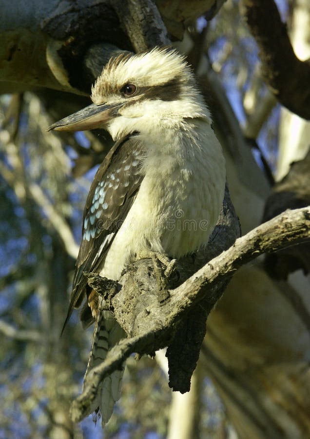 Kookaburra in tree stock photo. Image of plumage, perching - 798752