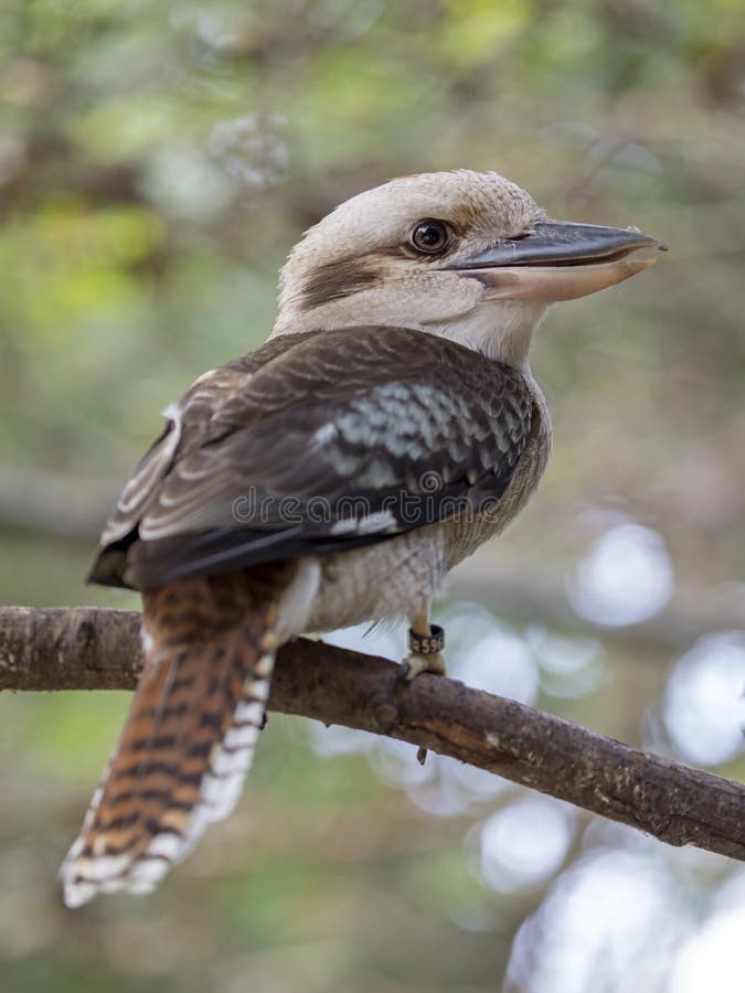 Kookaburra stock photo. Image of branch, feather, closeup - 123380162