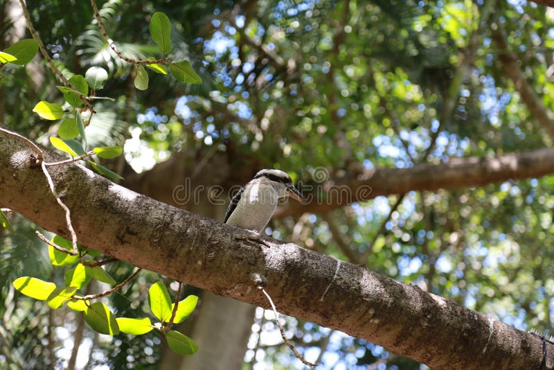 Kookaburra in tree stock photo. Image of animals, branch - 57203994