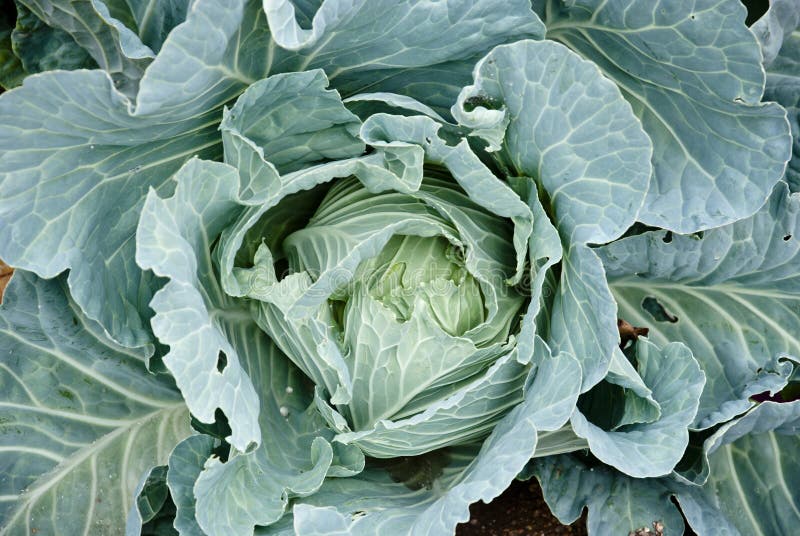 Kool stock foto. Image of salade, groenten, enkelvoudig - 49516268