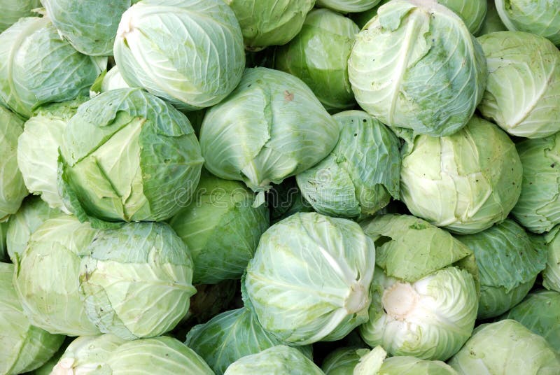 Kool stock foto. Image of gezond, kool, ingrediënt, voedsel - 8555966
