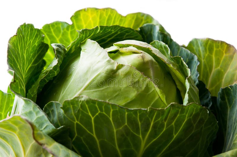 Kool stock afbeelding. Image of helder, volledig, oogst - 9462283