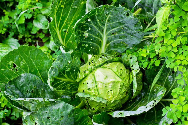 Grote kool in de tuin stock afbeelding. Image of voeding - 150891945