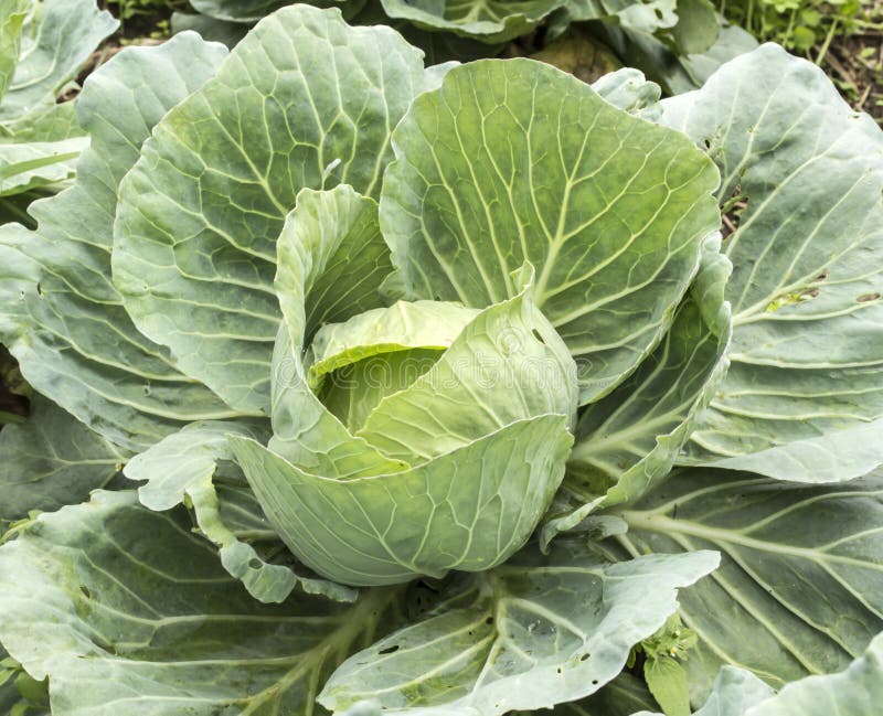 Kool in De Tuin. Koolhoofd Tijdens De Snelle De Groeiperiode. C Stock ...