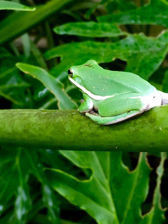 Kool healthy tree frog stock image. Image of like, racing - 100261529