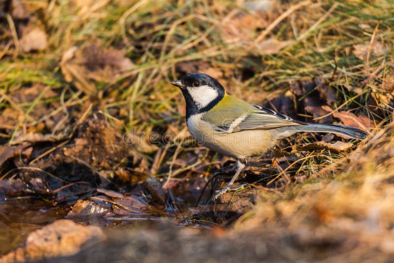 Twee Koolmezen Op De Het Voeden Vlek Stock Foto - Image of veer, tieten ...