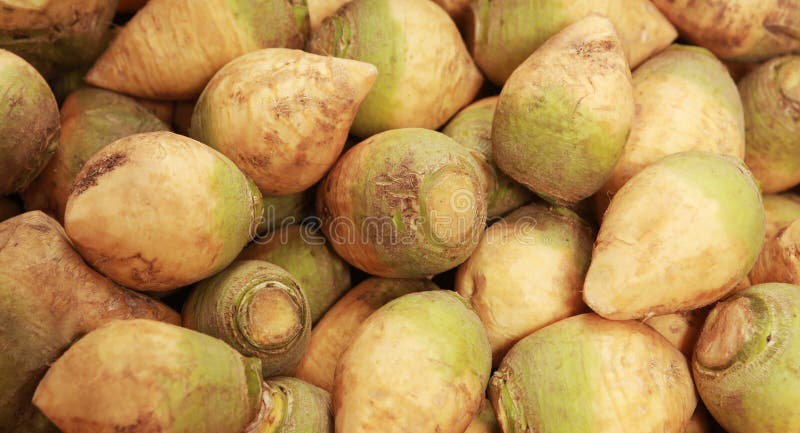 Gele Raap stock foto. Image of naughty, gezond, koolraap - 19124682